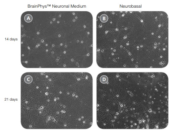 BrainPhys Neuronal Medium for Improved Neuronal Function | Axion Biosystems BrainPhys Neuronal Medium for Improved Neuronal Function | Axion Biosystems
